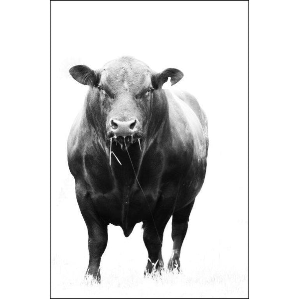 Hamish the Bull – Birdwoods Gallery